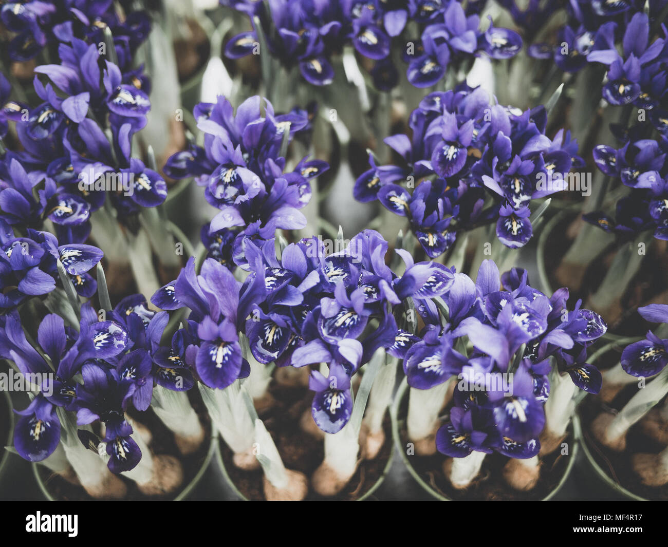 group of purple iris flowers with stems and bulbs, from above view ...