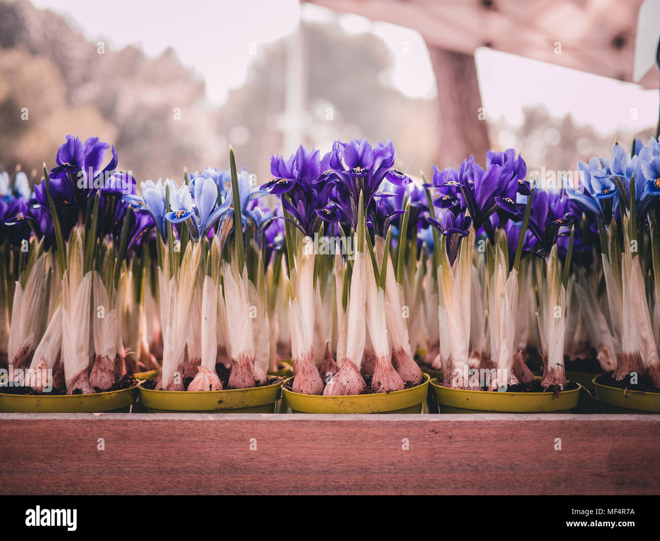 group of green vases of purple iris flowers with stems and bulbs, blur ...