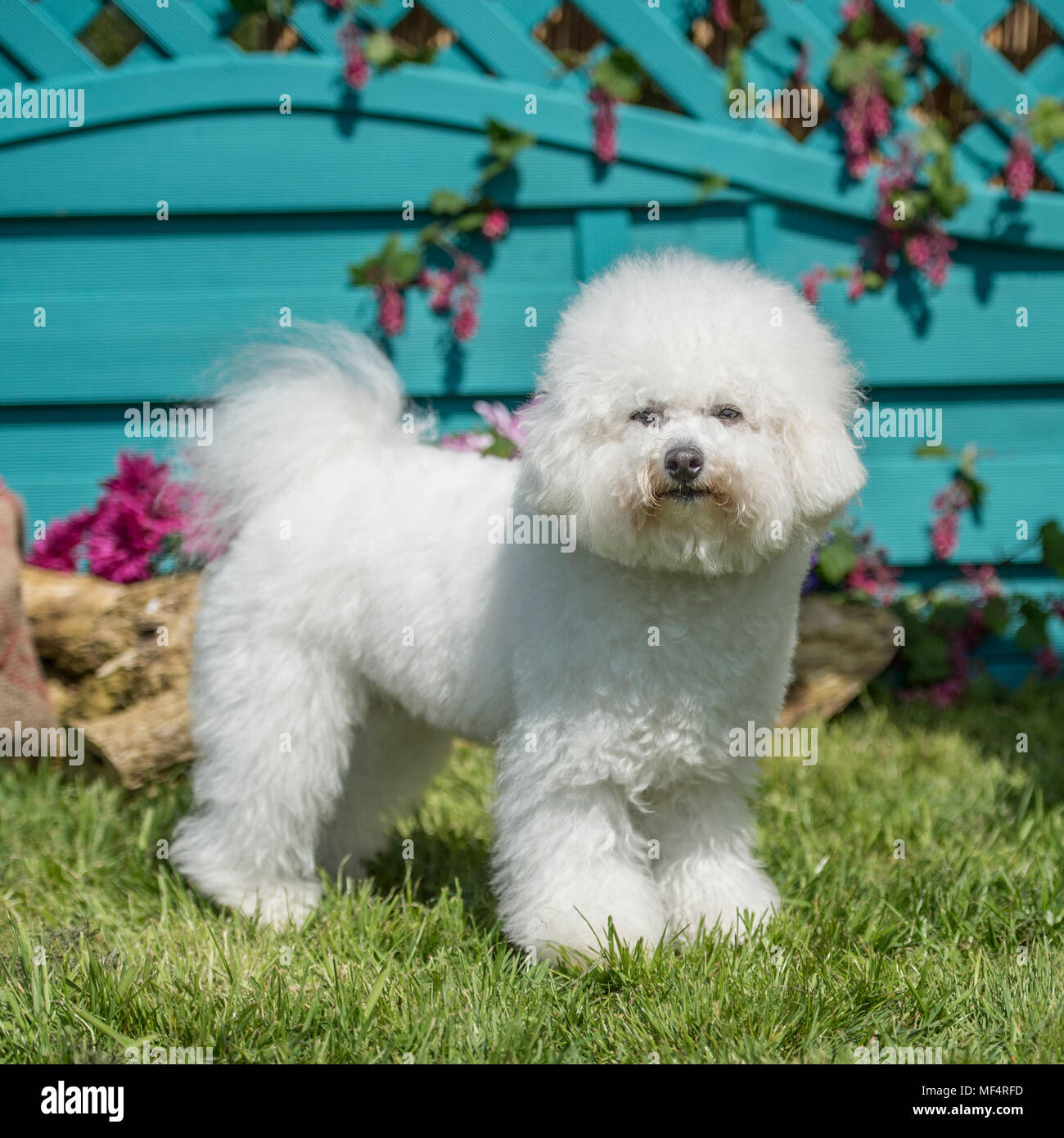 Bichon frise standing side view hi-res stock photography and images - Alamy