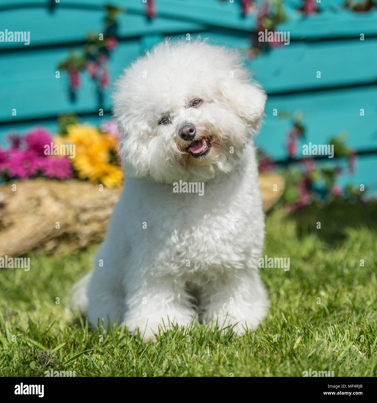 Bichon dog hi-res stock photography and images - Alamy