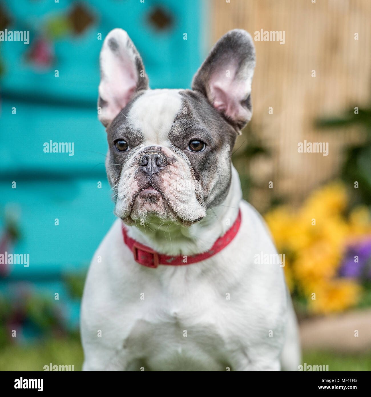Blue french bulldog hi-res stock photography and images - Alamy