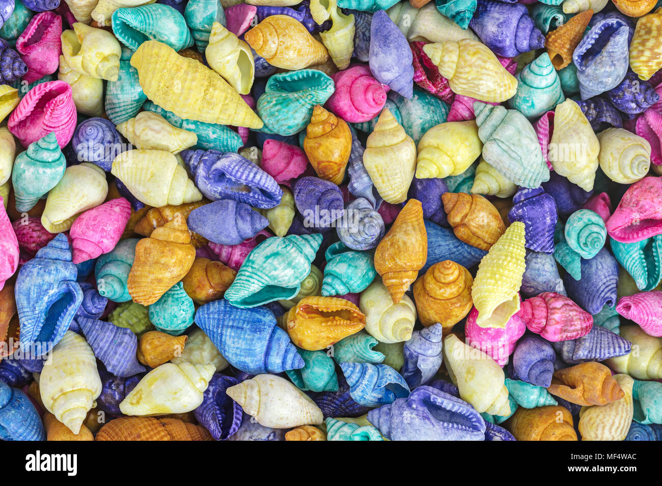 multicolored sea shells macro view. seashells texture background Stock ...