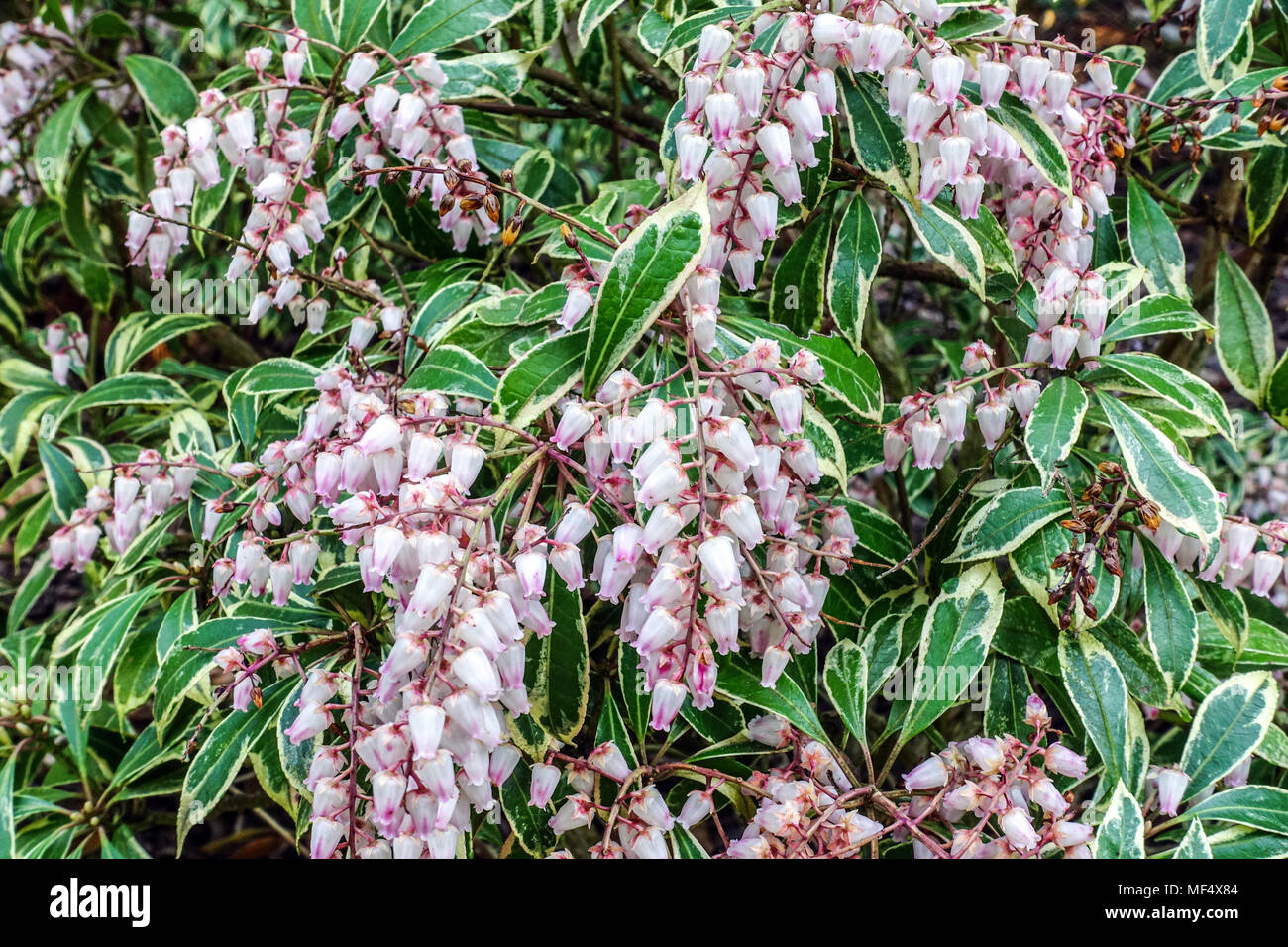 Japanese andromeda, Pieris japonica "Ralto Rose", decorative shrub ...