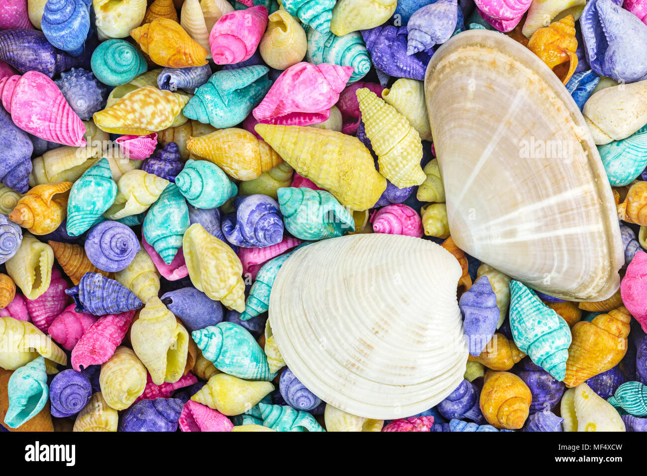 multicolored seashells background with large scallops. macro view Stock ...