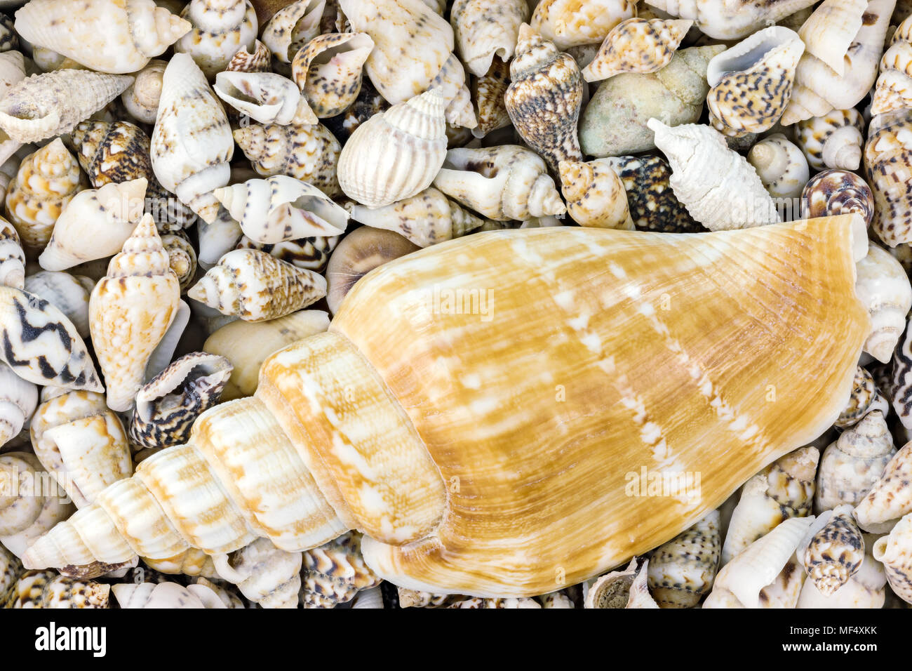 marine life items background. seashells of different size. macro view ...