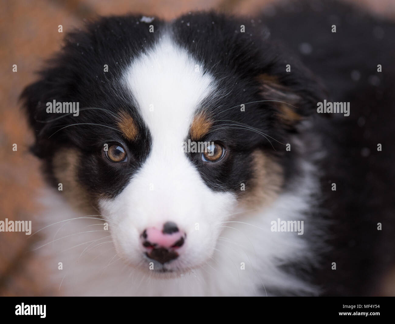 Australian shepherd puppy Stock Photo - Alamy