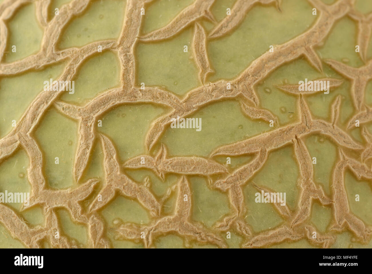 Melon skin macro - Texture background Stock Photo - Alamy