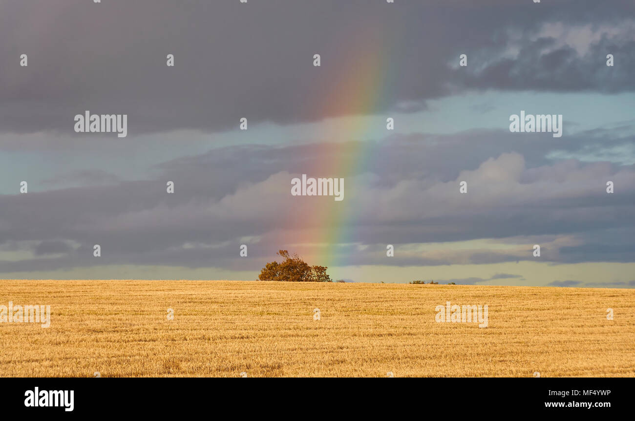 Rainbow heading into trees hi-res stock photography and images - Alamy