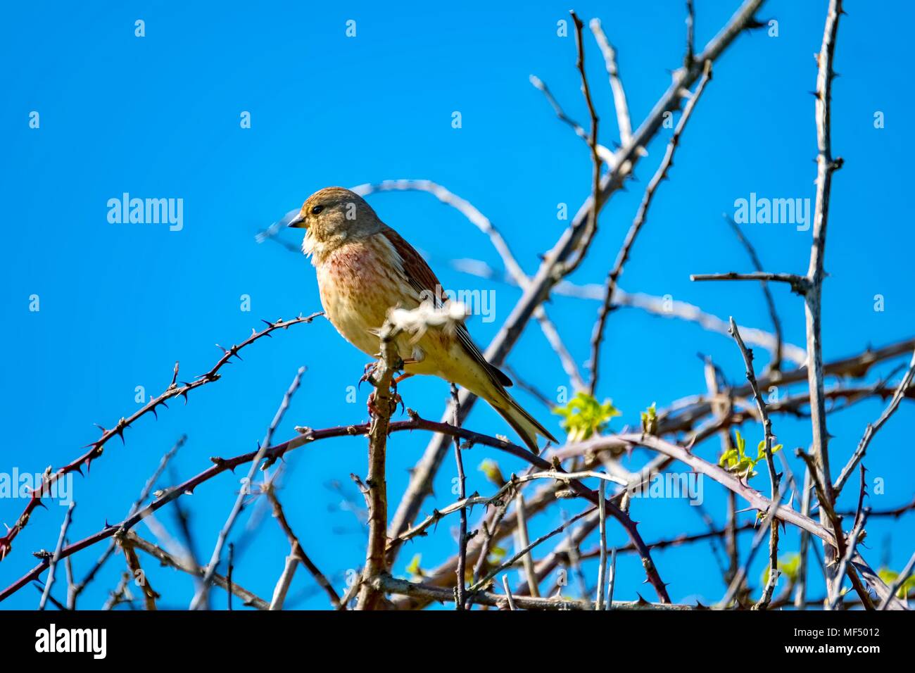 Wings linnet hi-res stock photography and images - Alamy