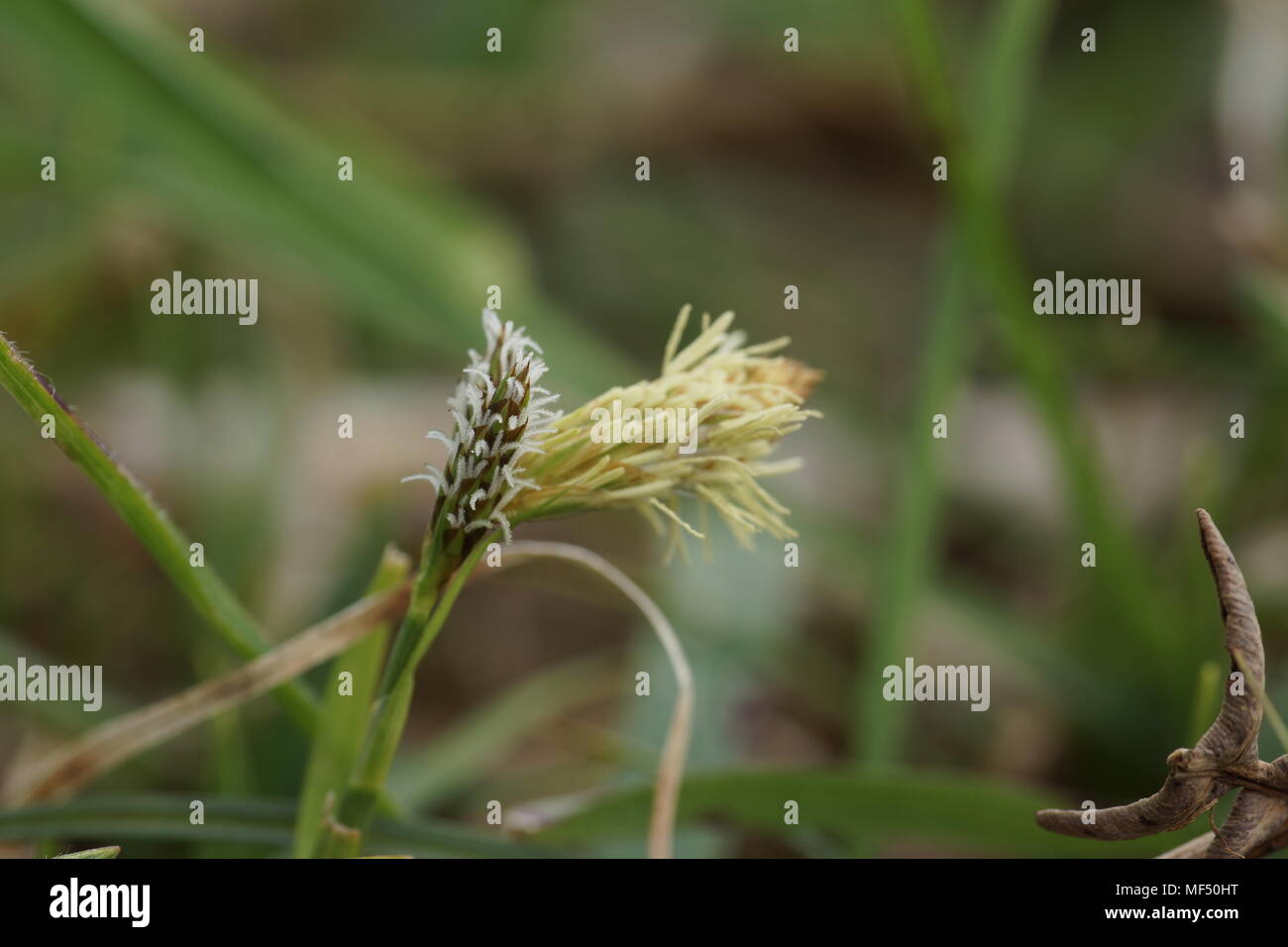 Carex caryophyllea (Spring-sedge Stock Photo - Alamy