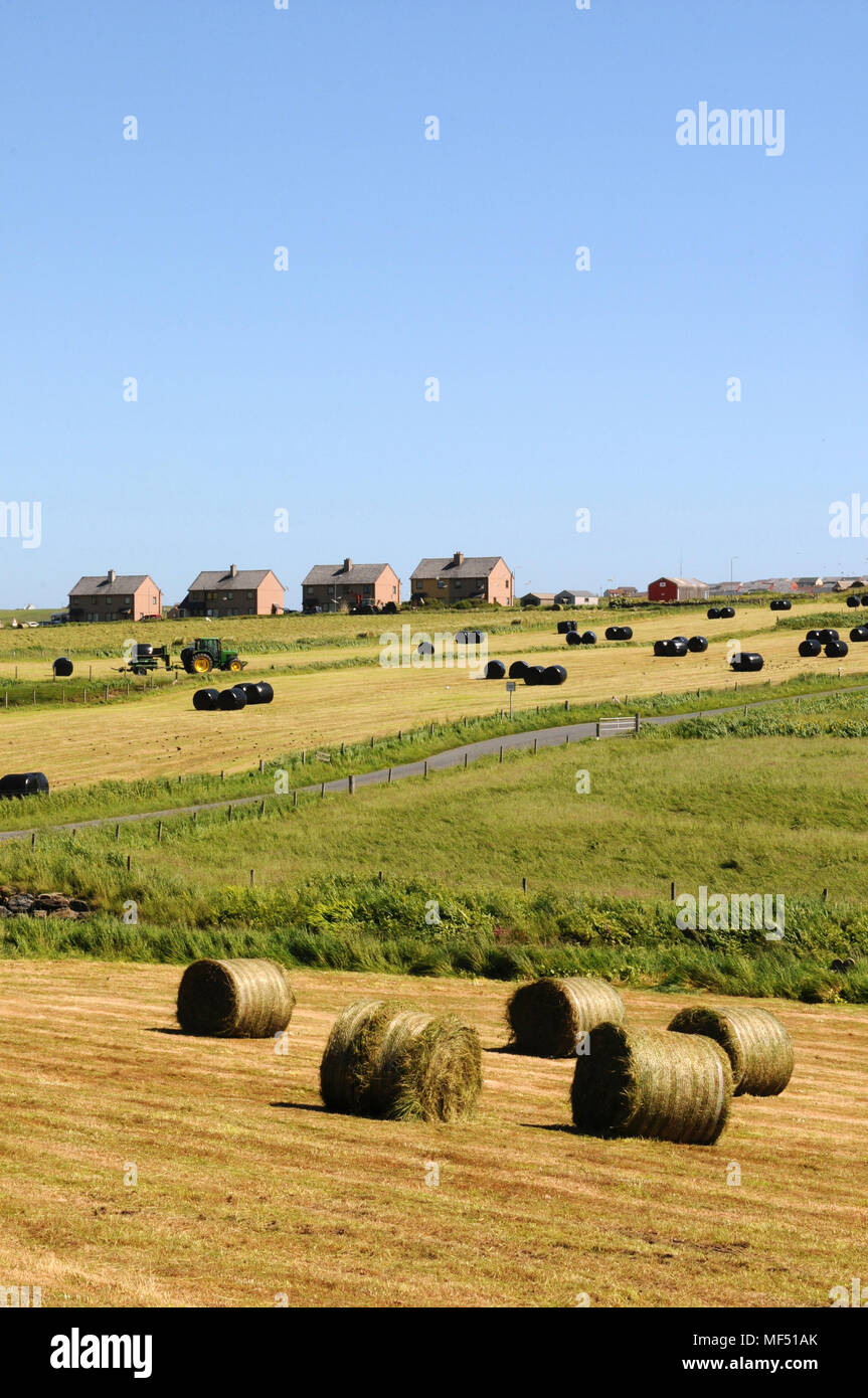 Tractor cutting and bailing hay silage in the summer in Shetland Stock ...