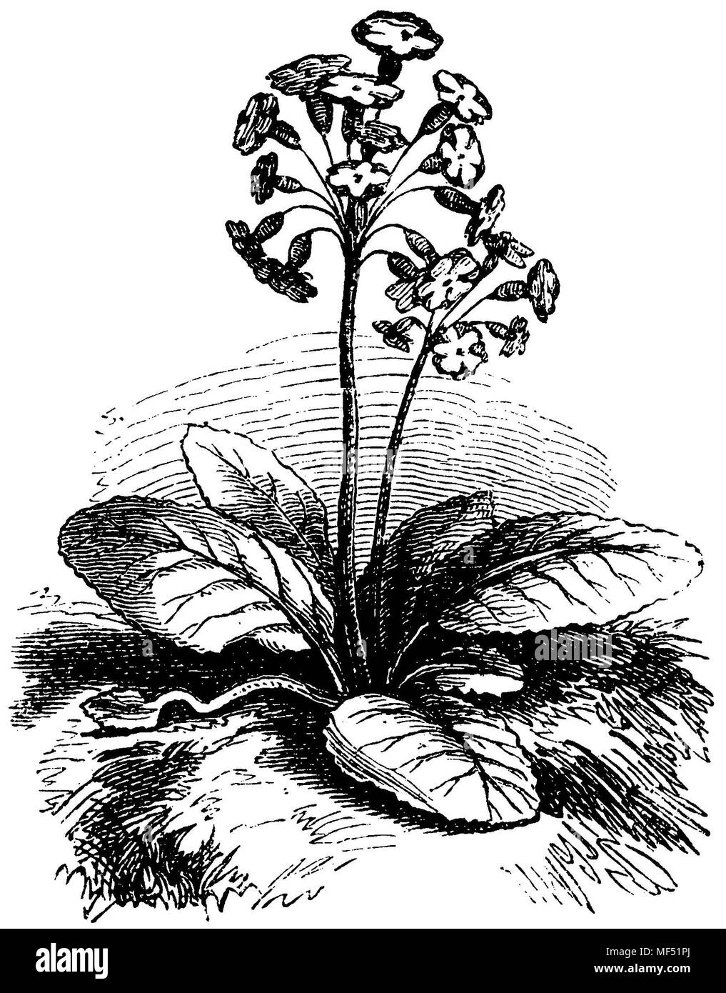 Botanical illustration of primula veris hi-res stock photography and ...