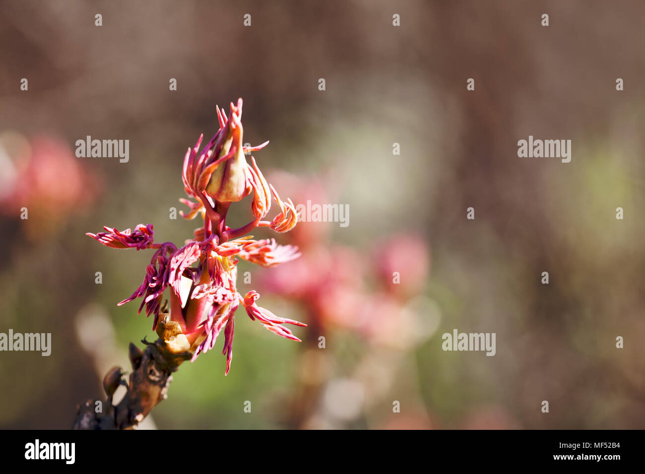 Spring budding hi-res stock photography and images - Alamy