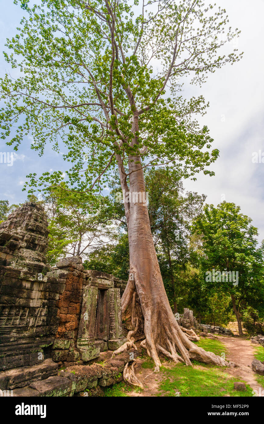 Cambodia jungle tree roots temple hi-res stock photography and images ...