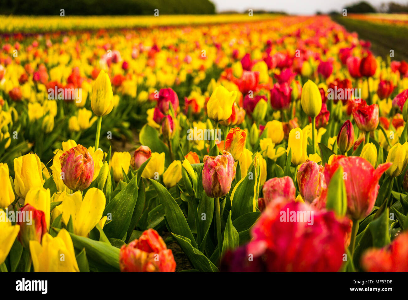 Few flowers for my wife Stock Photo - Alamy