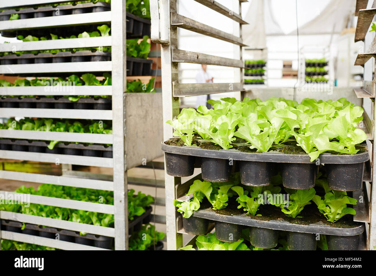 Metal rack with young organic green leaf lettuce growing in small pots ...