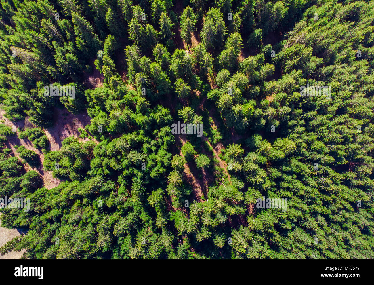aerial view of green and fresh forest Stock Photo - Alamy
