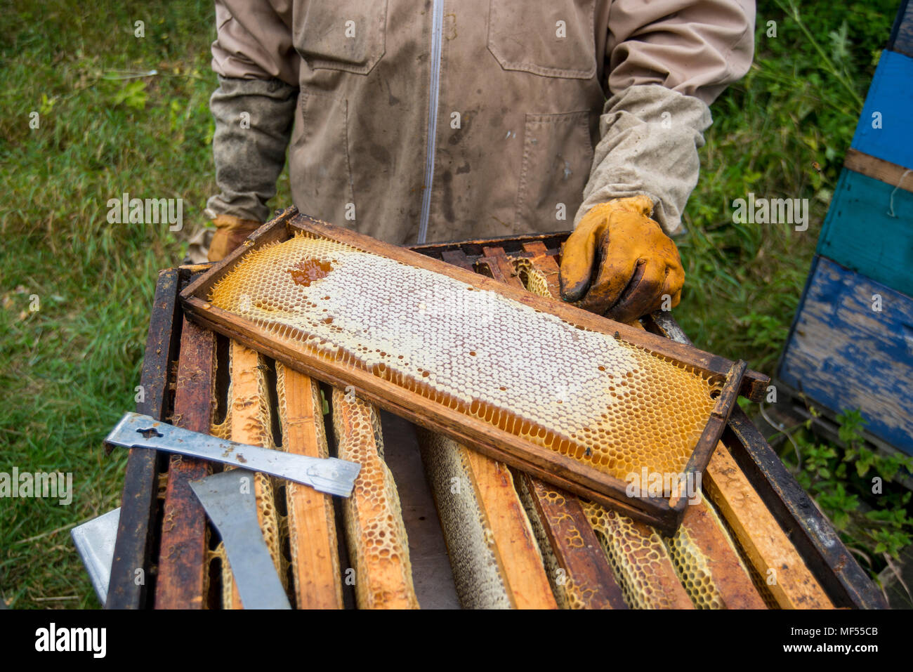 Beekeeper David Wainwright teaches the art of beekeeping to his ...