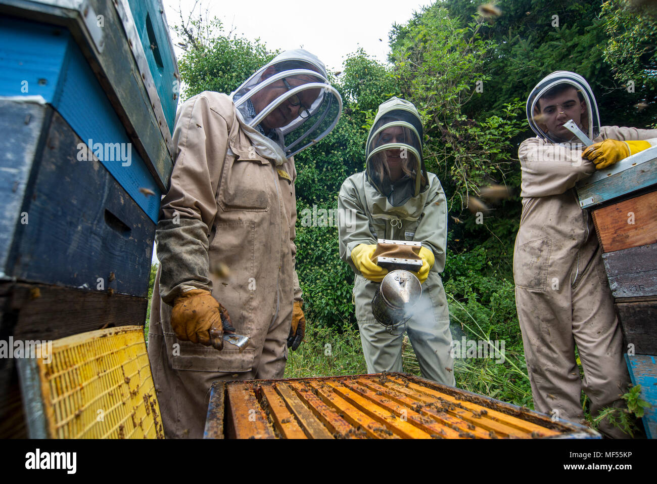 Beekeeper David Wainwright teaches the art of beekeeping to his apprentice Gruff Tomas and ...