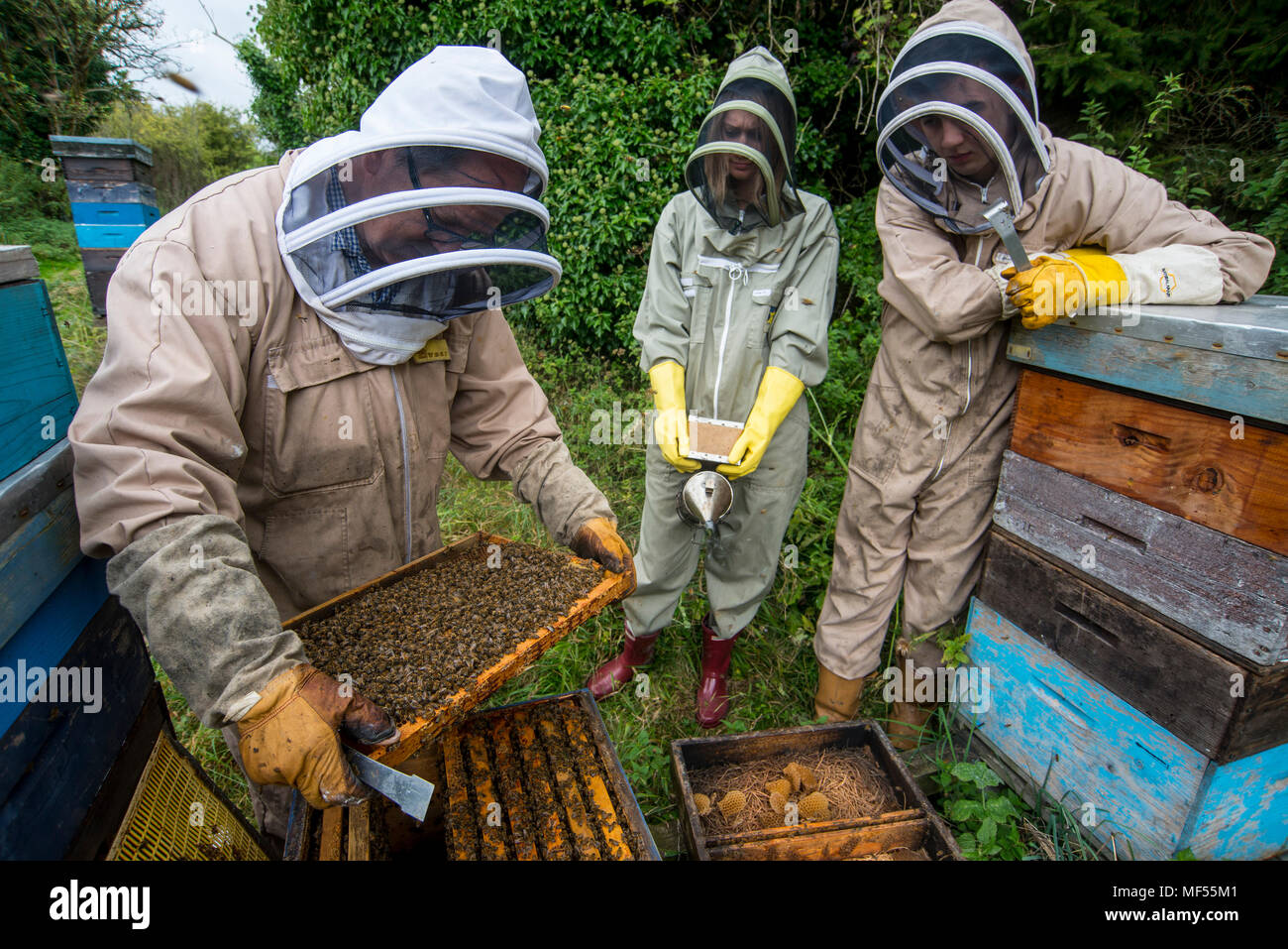 Beekeeper David Wainwright teaches the art of beekeeping to his apprentice Gruff Tomas and ...
