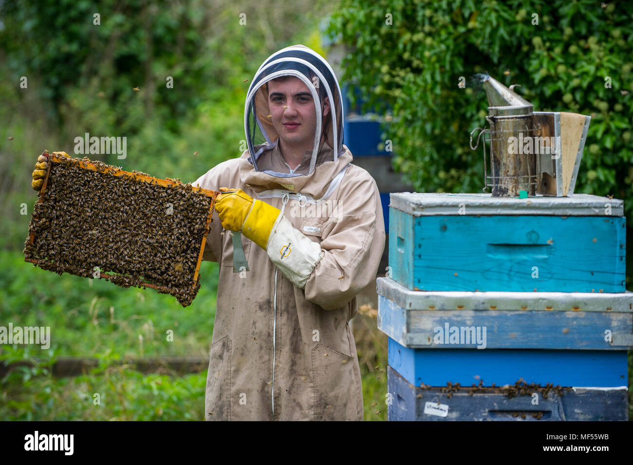 Apprentice beekeeper Gruff Tomas examines a beehive Wiltshire Stock Photo - Alamy