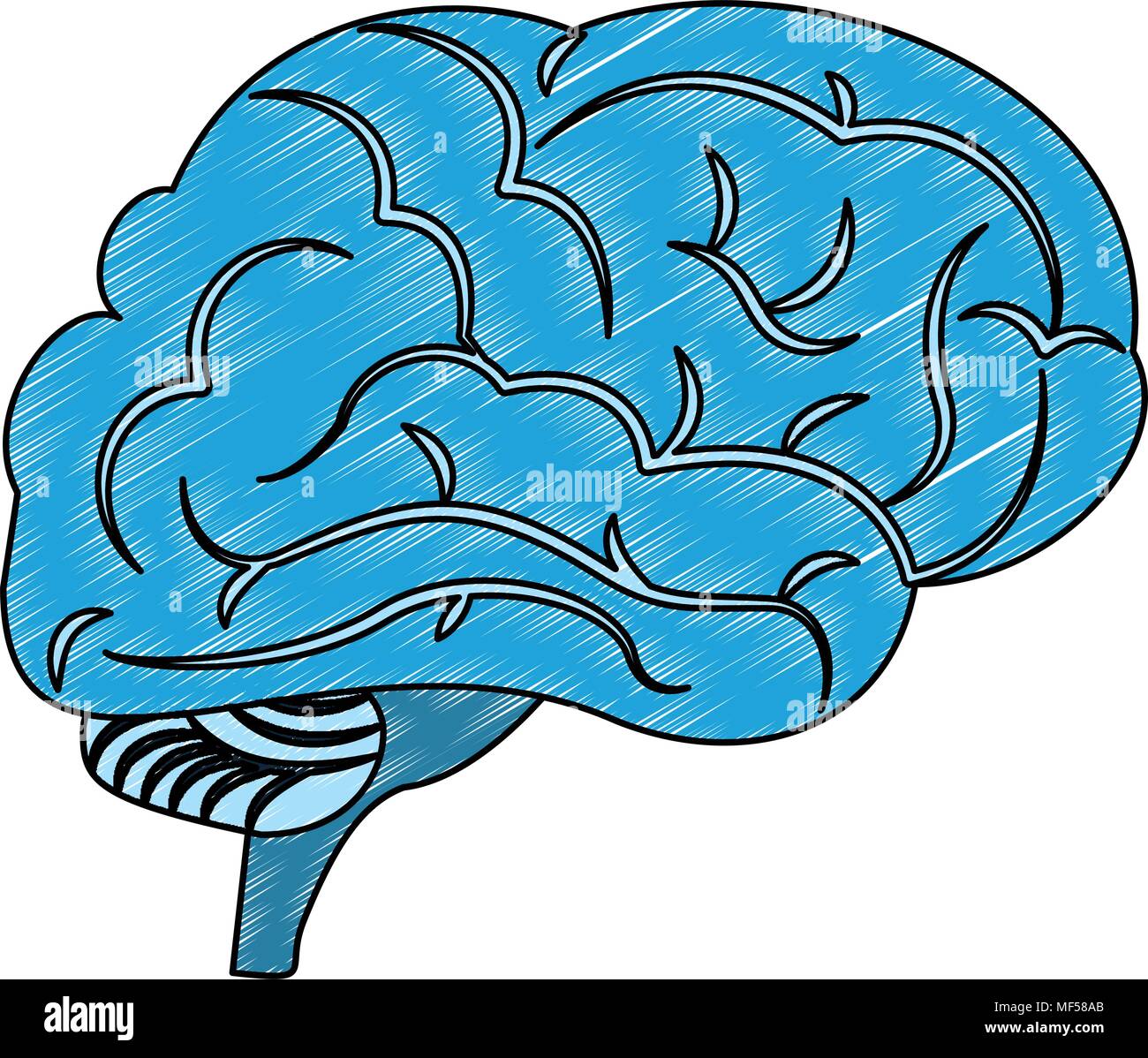 Human brain isolated scribble Stock Vector Image & Art - Alamy