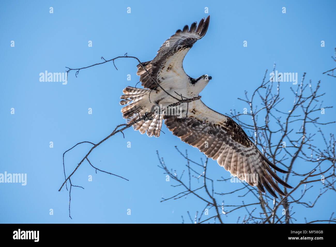 osprey flying carrying tree branch Stock Photo - Alamy