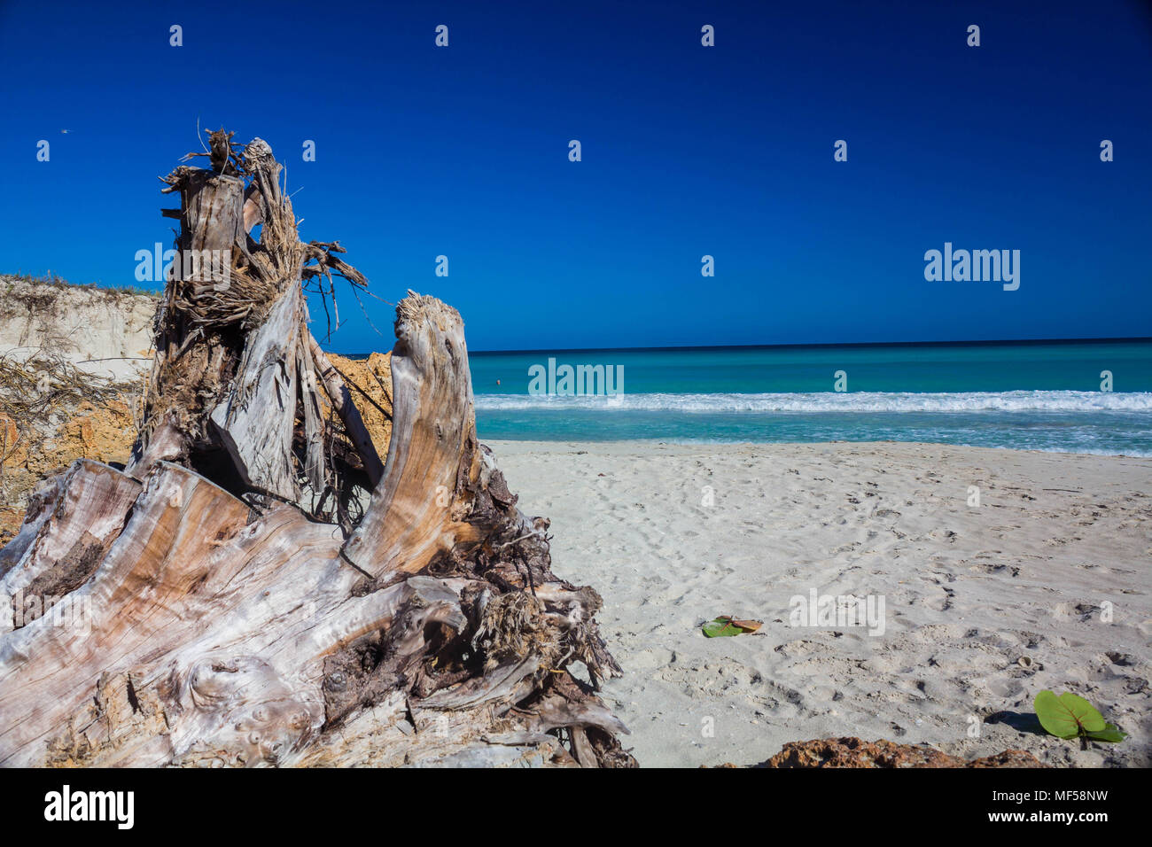 sea shore tree trunk Stock Photo - Alamy
