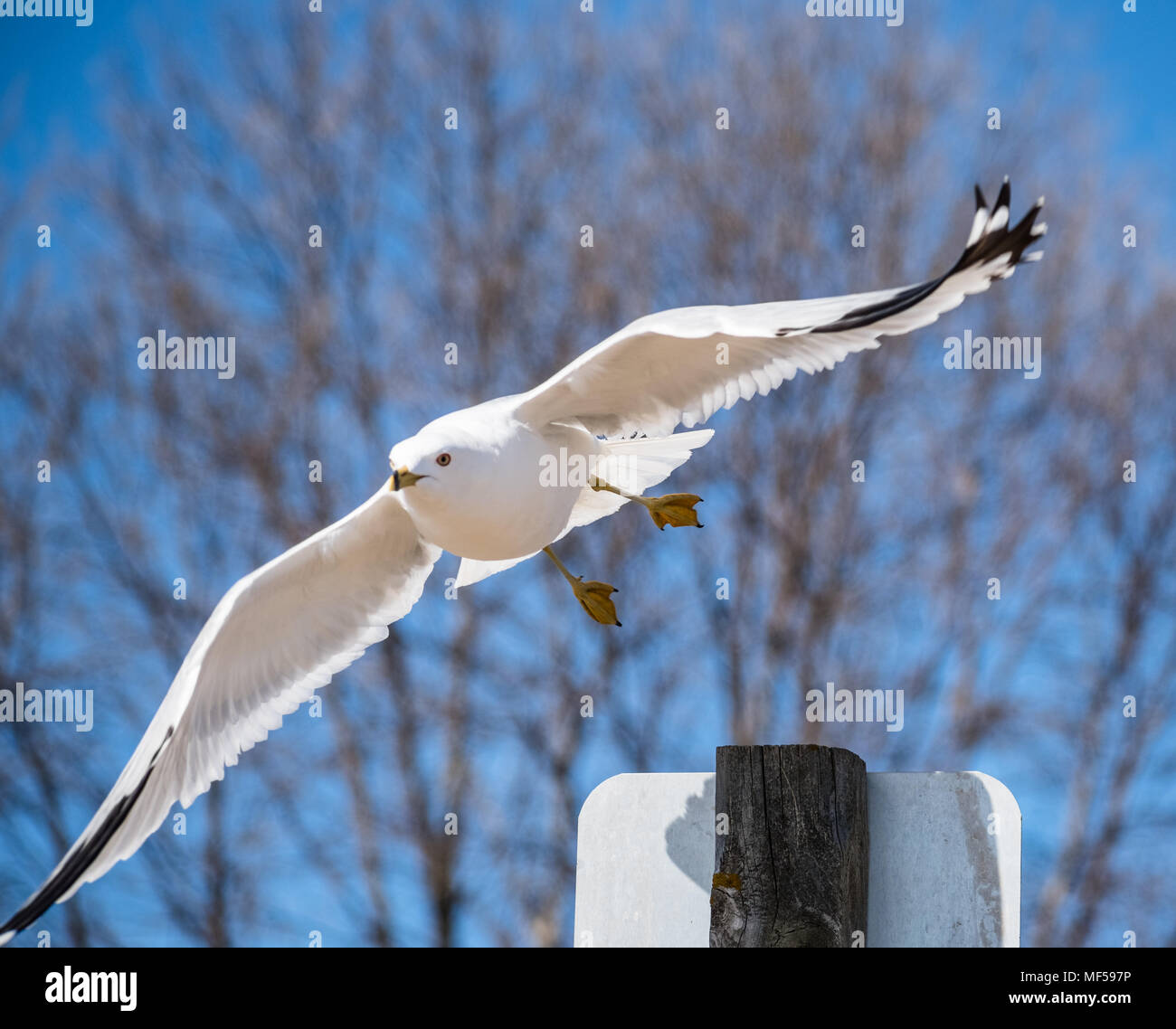 Types of sea birds hi-res stock photography and images - Alamy
