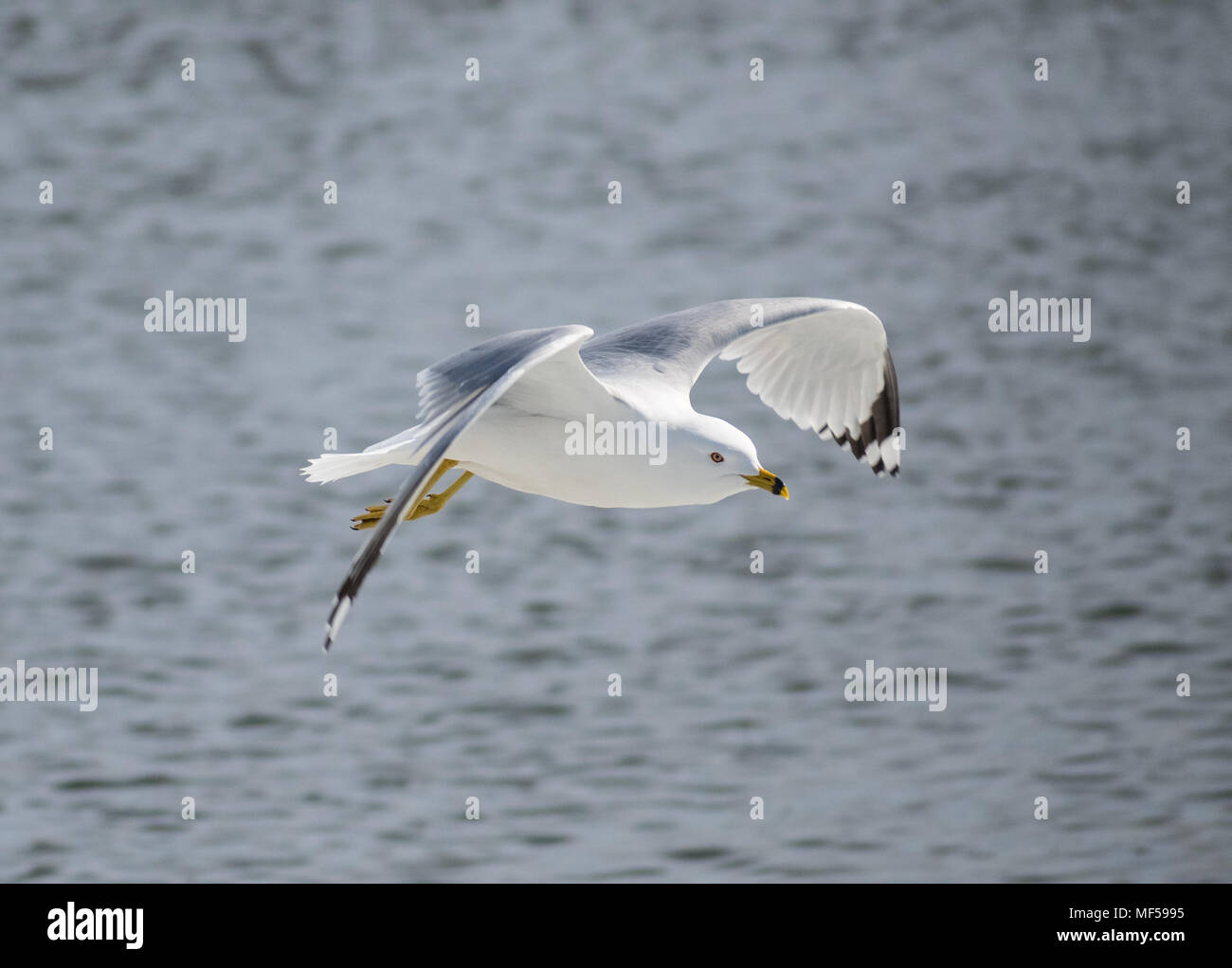 Identifying birds hi-res stock photography and images - Alamy