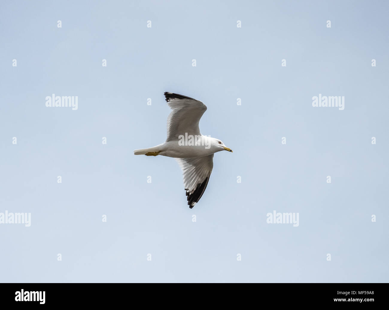 American seagull hi-res stock photography and images - Alamy