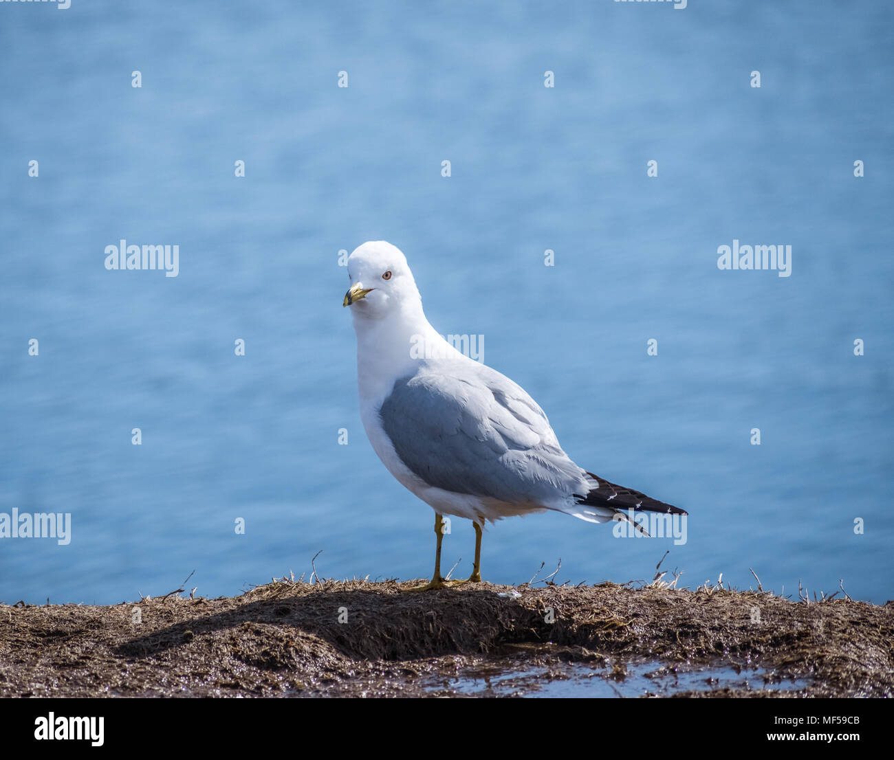 Different types of bird hi-res stock photography and images - Alamy