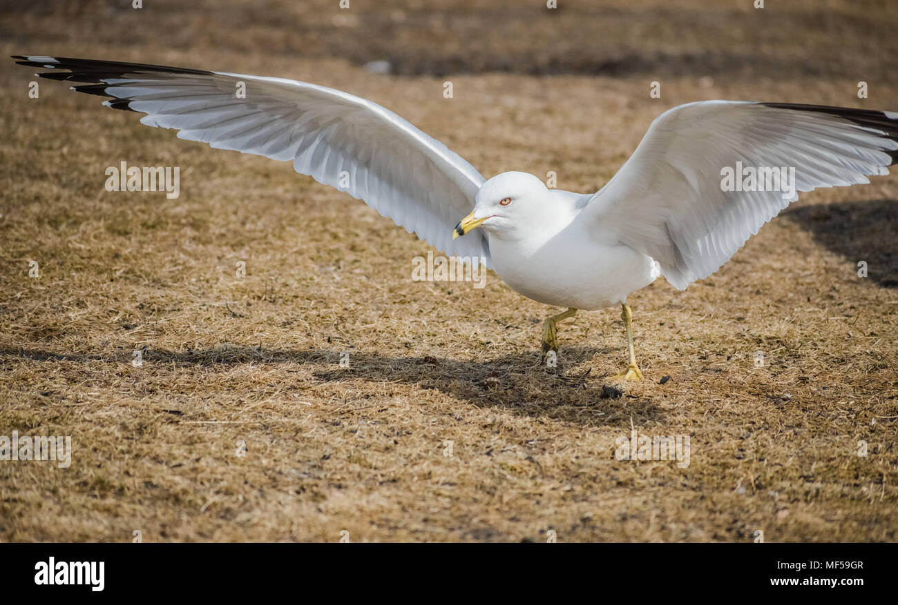 Types of sea birds hi-res stock photography and images - Alamy