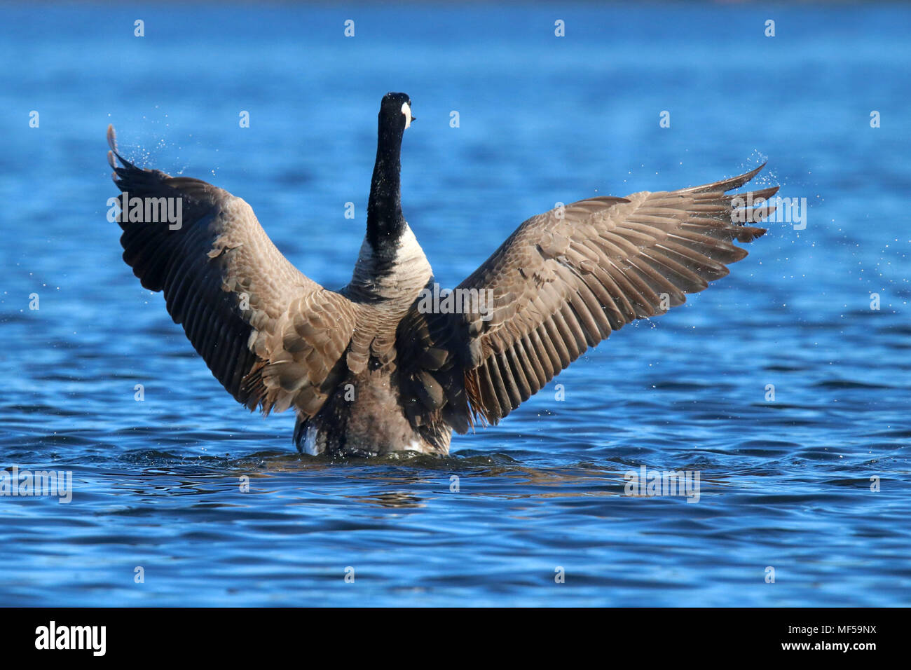 Goose wings outstretched hi-res stock photography and images - Alamy