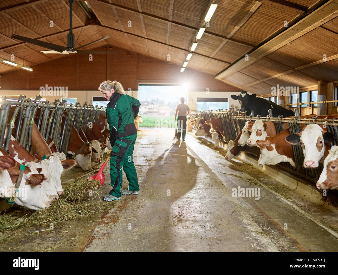 Farmer feeding cattle hi-res stock photography and images - Alamy