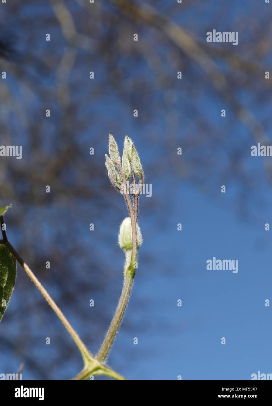 Clematis bud hi-res stock photography and images - Alamy
