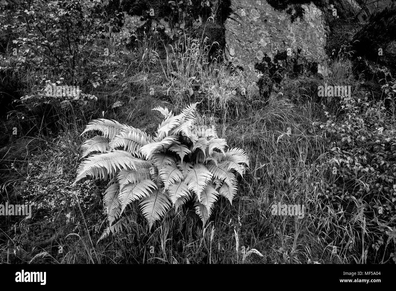 Scottish highlands in Black and White Stock Photos & Images - Alamy