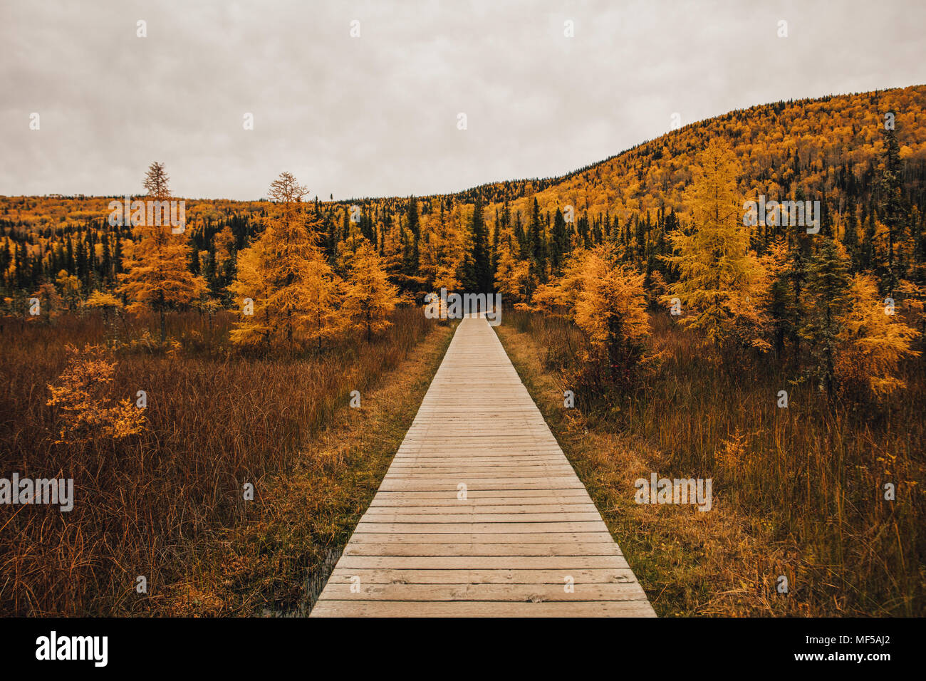 Canada, British Columbia, Liard River Hot Springs Provincial Park ...