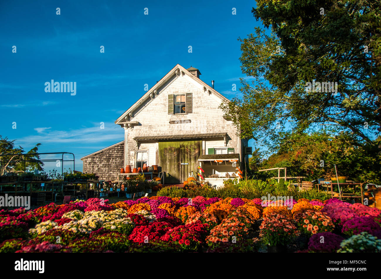 A small farm in Cape Cod Massachusetts Stock Photo - Alamy