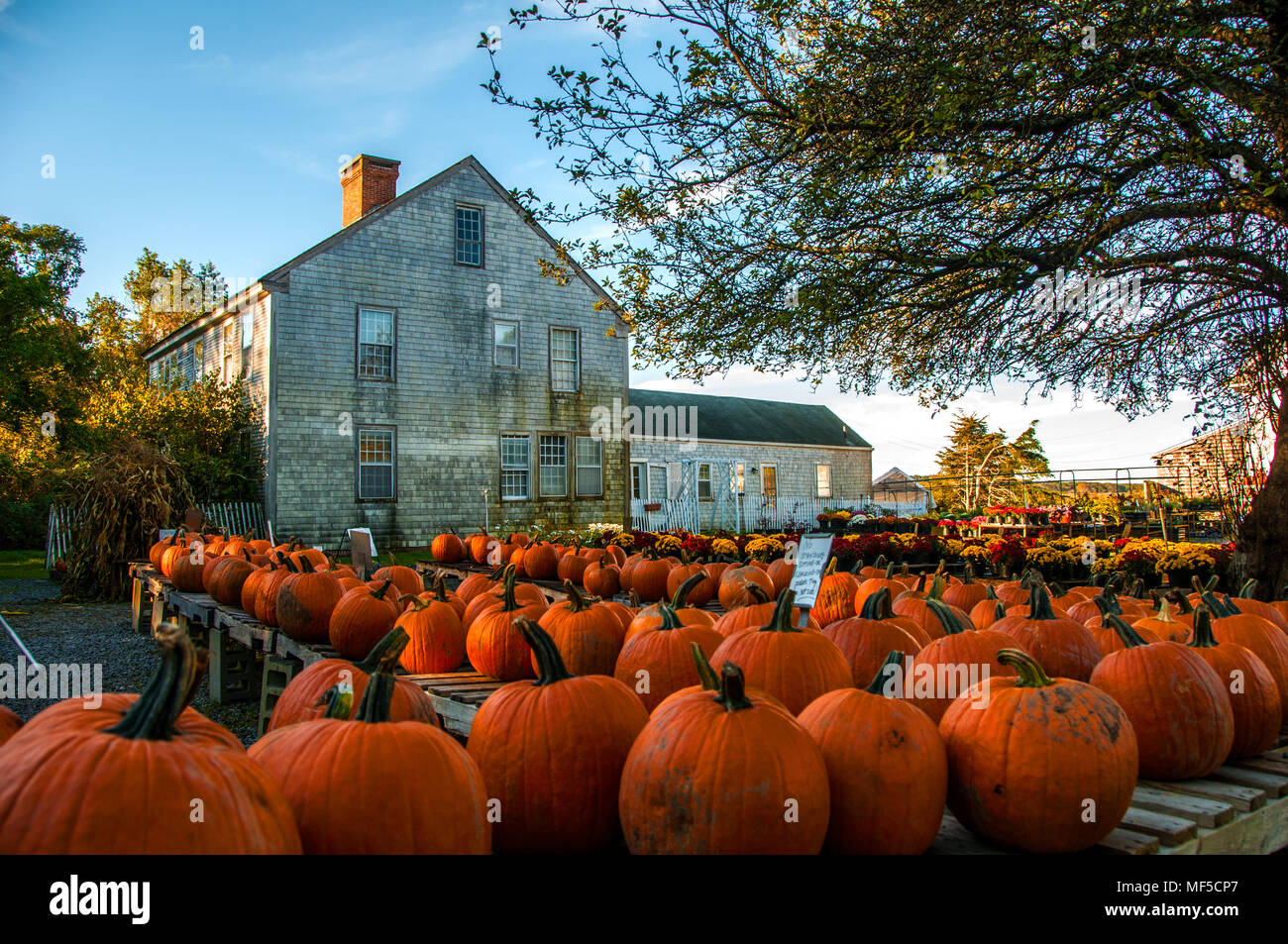 A small farm in Cape Cod Massachusetts Stock Photo - Alamy