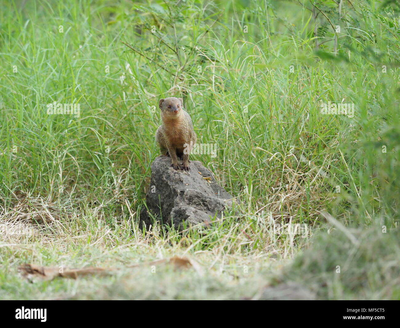 Mongoose caribbean hi-res stock photography and images - Alamy
