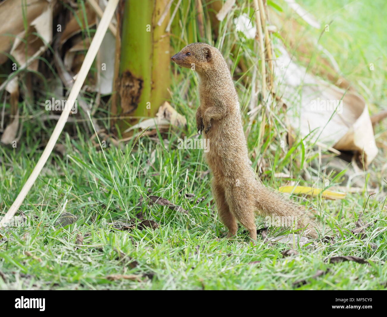The Mongoose. Originally from Southeast Asia, Java mongoose was ...