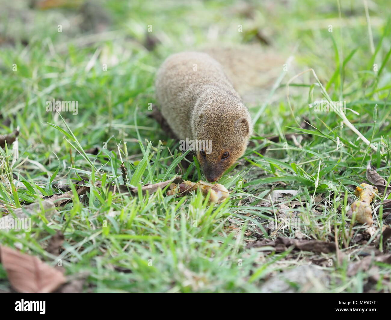 Mongoose caribbean hi-res stock photography and images - Alamy