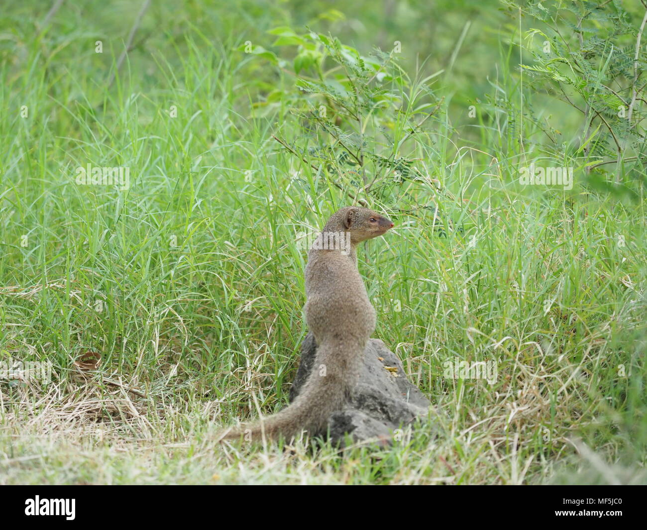 The Mongoose. Originally from Southeast Asia, Java mongoose was ...