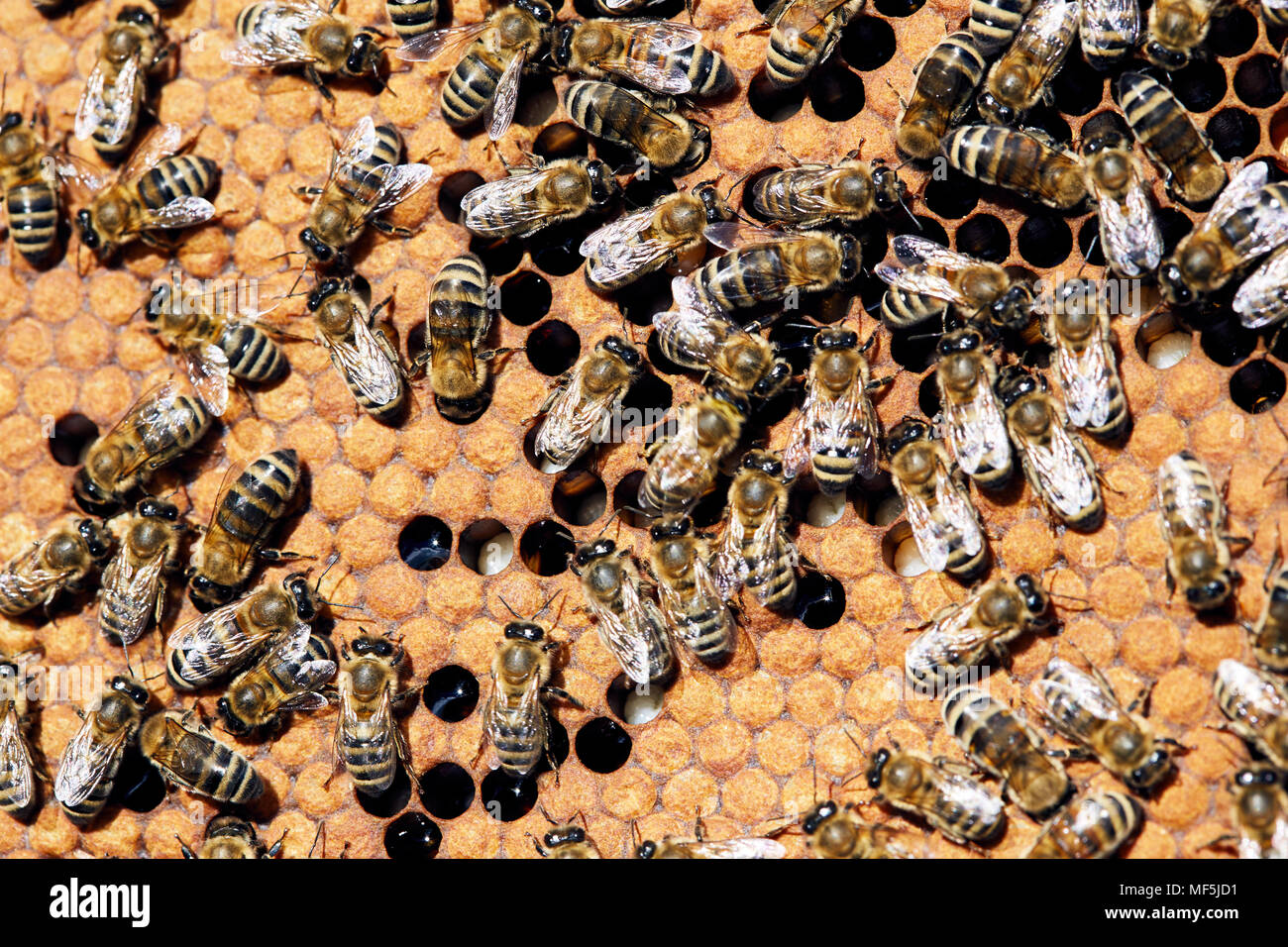 Honey bees in hive hi-res stock photography and images - Alamy
