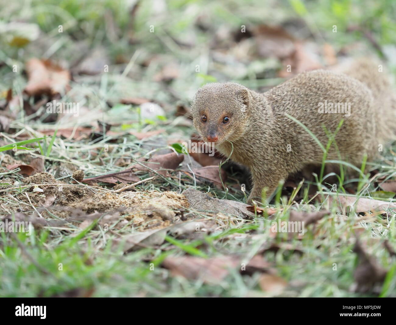 The Mongoose. Originally from Southeast Asia, Java mongoose was ...