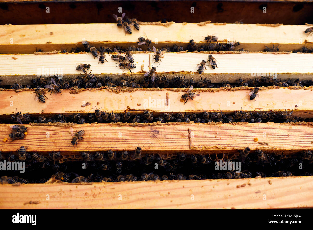 Honey Bees in Hive Stock Photo - Alamy