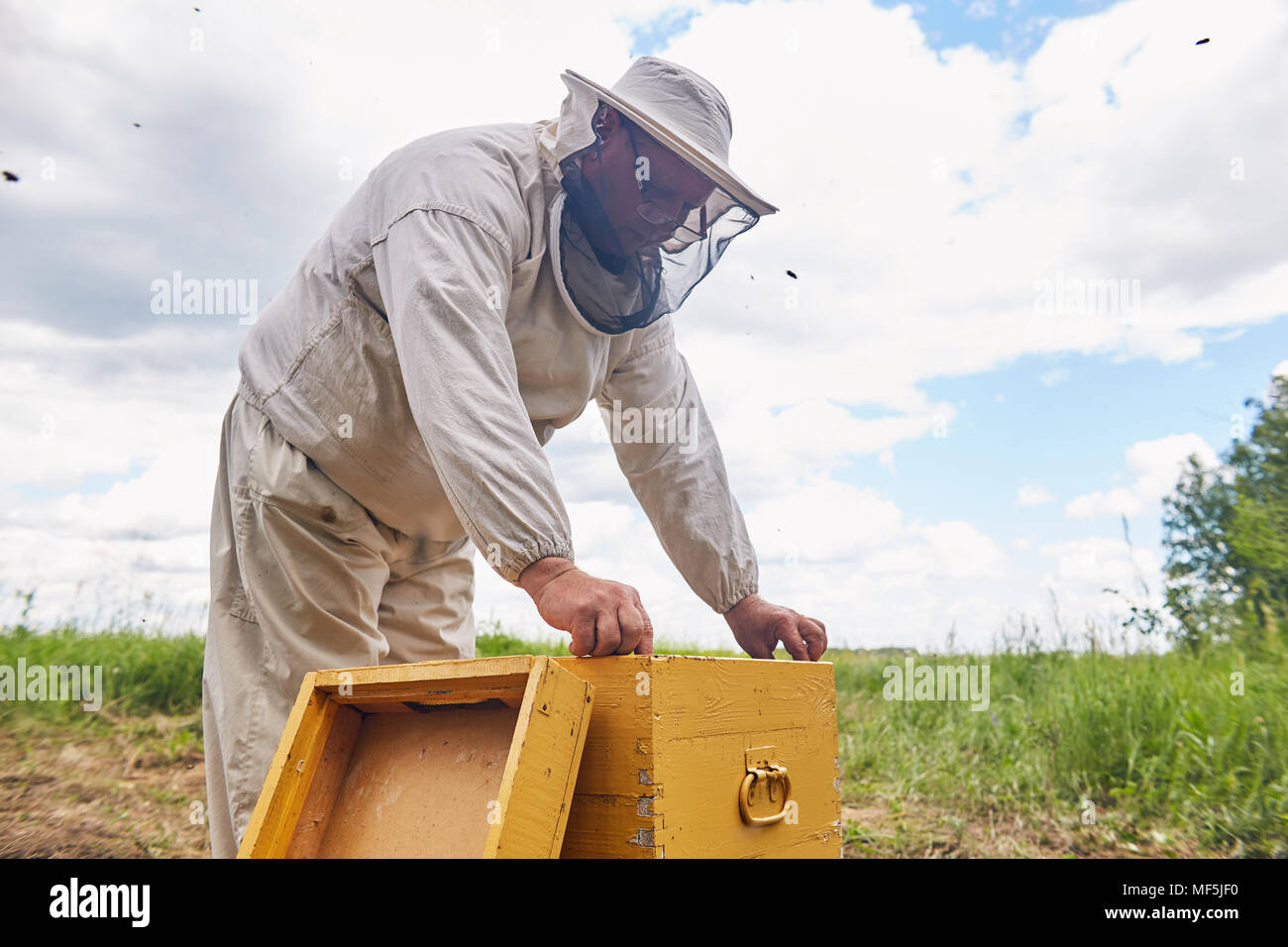 Mature beekeeper working beehive in hi-res stock photography and images ...