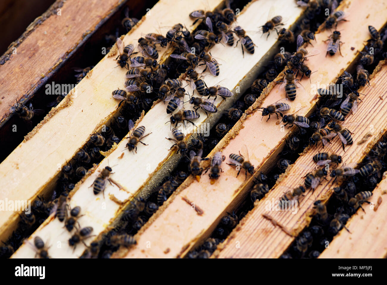 Apiary Hive Background Stock Photo - Alamy