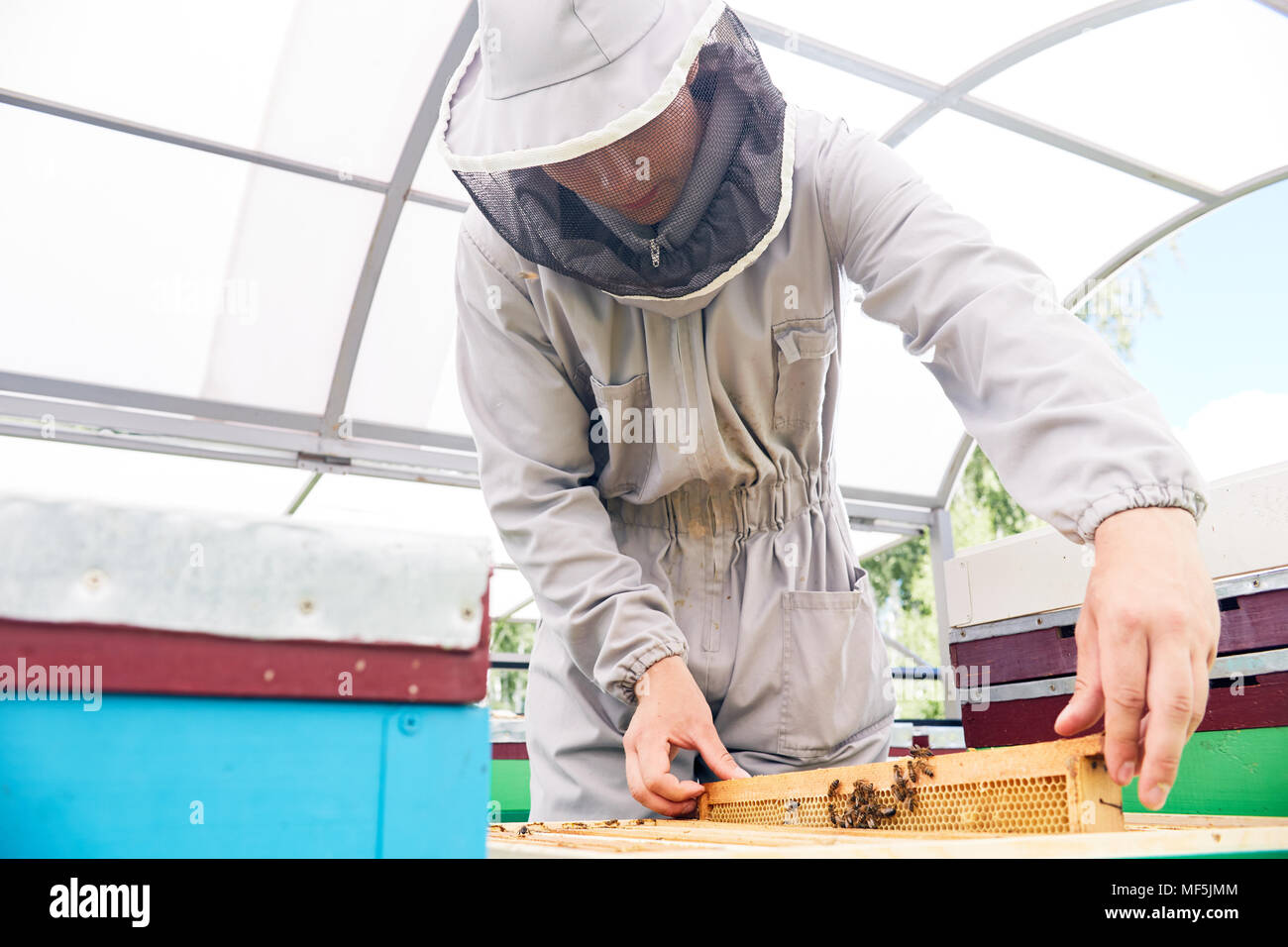 Young Beekeeper in Apiary Stock Photo - Alamy